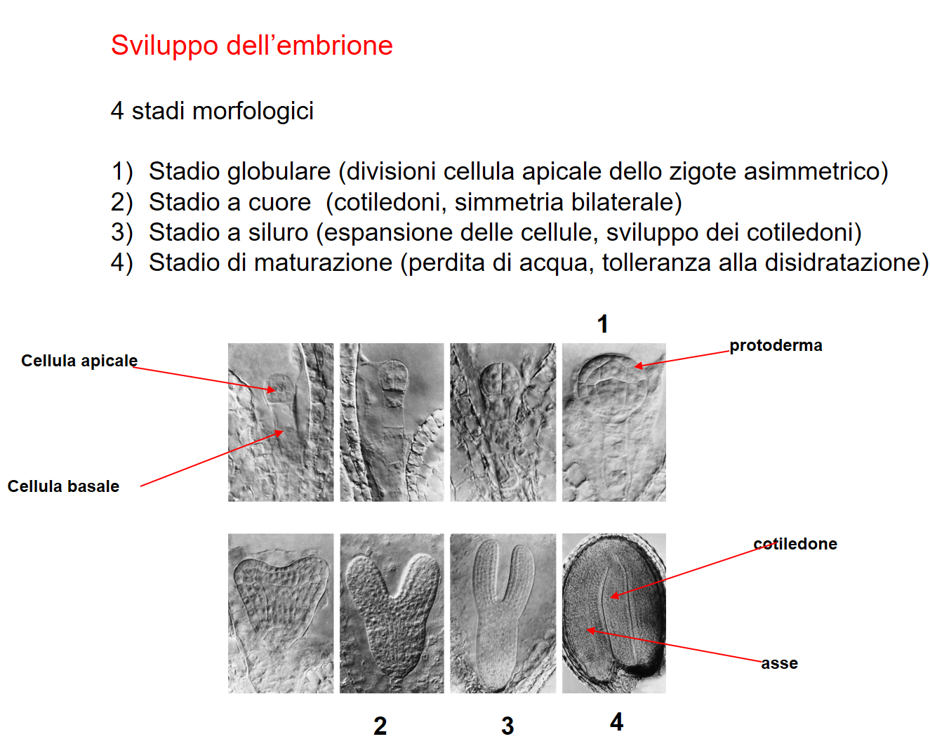 SEME - EMBRIOGENESI - APPUNTI FRANCESCO COCCIA