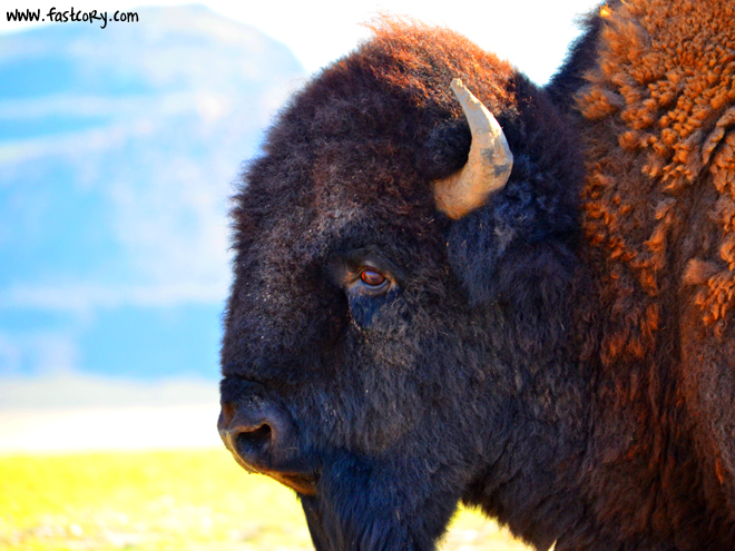 Fast Cory: Buffalo Run 100 Here I Come