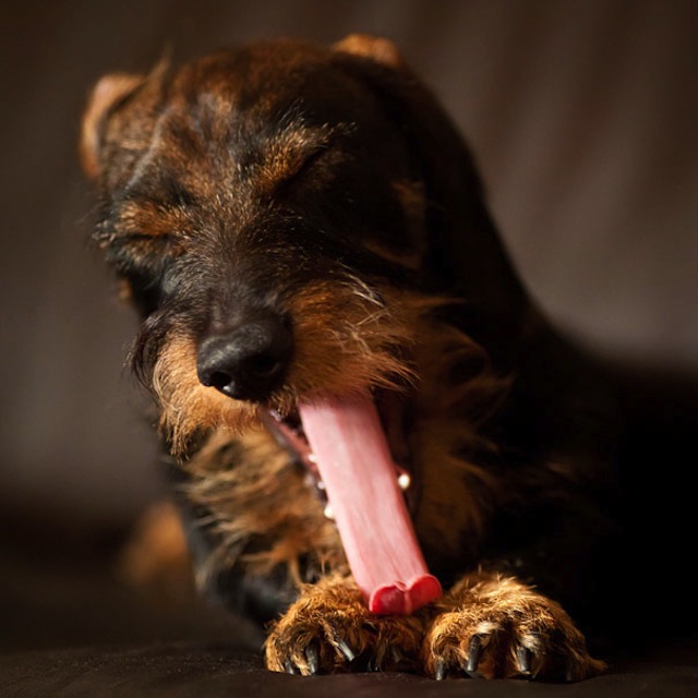 CooLInfoLab: FUNNY YAWNING ANIMALS