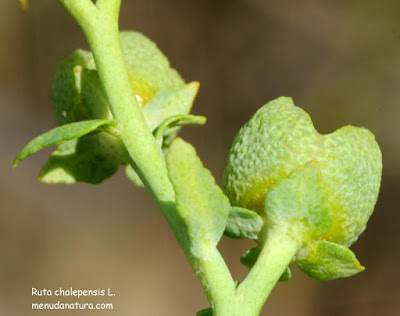 Menuda Natura: Ruta chalepensis L.