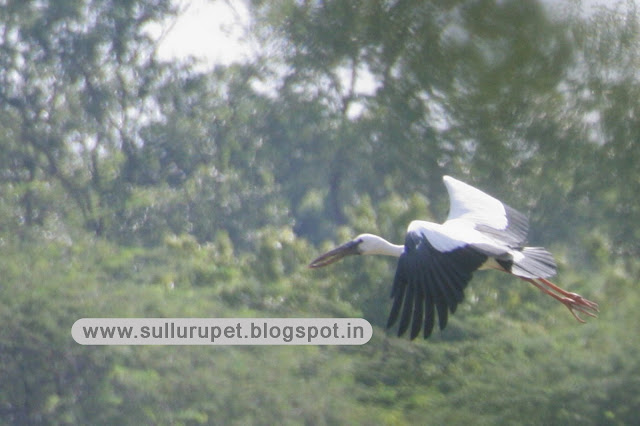 Nelapattu Bird Sanctuary Sullurpeta,Nellore Dist,A.P - www.Sullurupet.com
