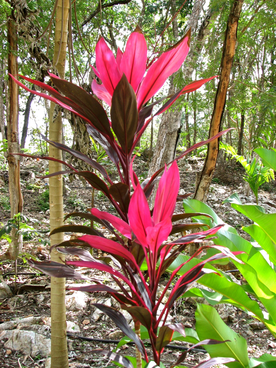 Jim & Carole's Mexico Adventure: NW Yucatan Part 21: A bonanza for ...