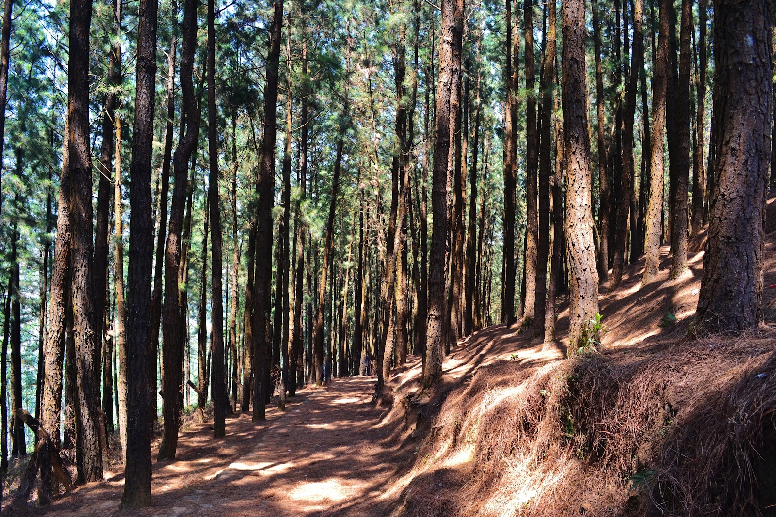 Photography & Me: Pine Forest at Vagamon