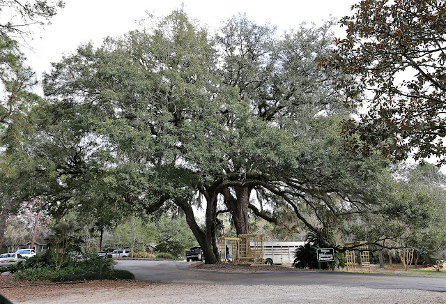 Sweet Southern Days: A Drive Around Town