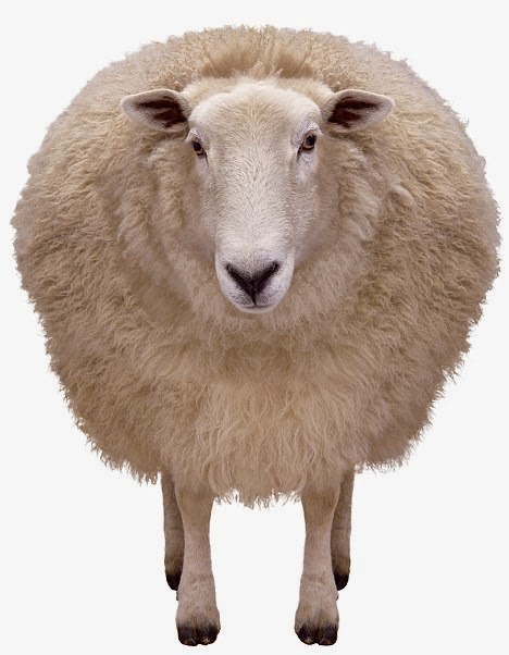 crazeemum: Taon ng Tupa