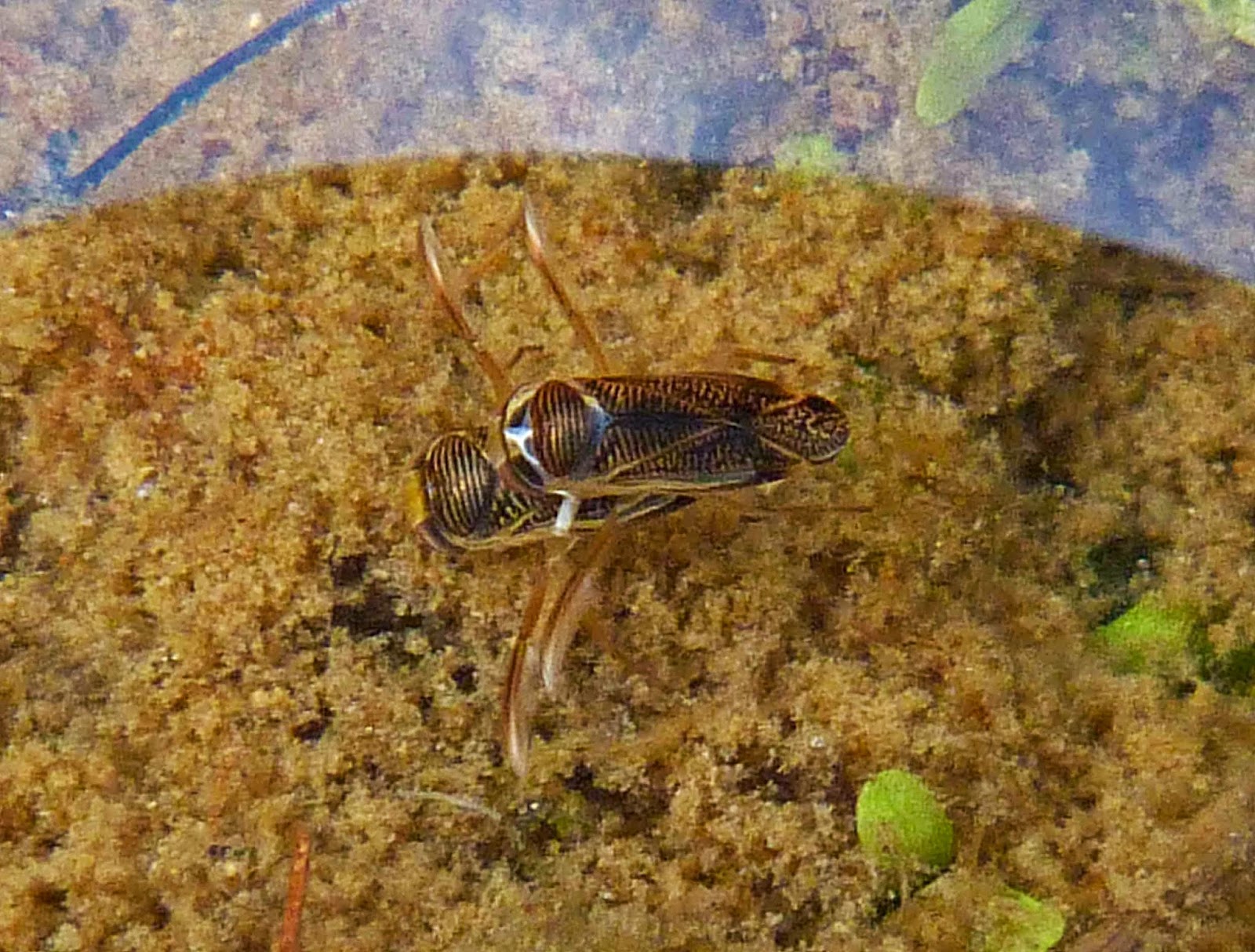 Insects of Scotland: True Bugs