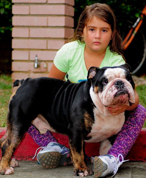 English Bull Dogs - Dogs Breeds Guide