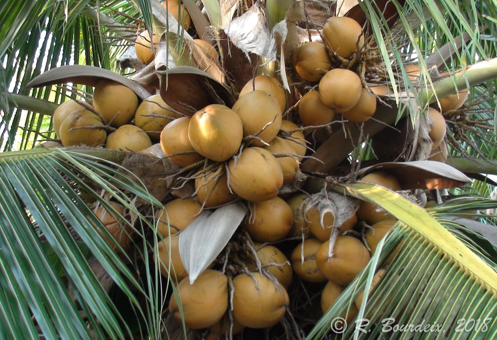 Coconut planting material for the Pacific region: Compact and niu leka ...