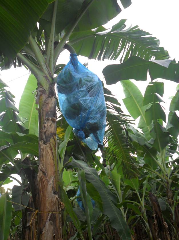 LABORES CULTURALES DEL CULTIVO DEL BANANO.