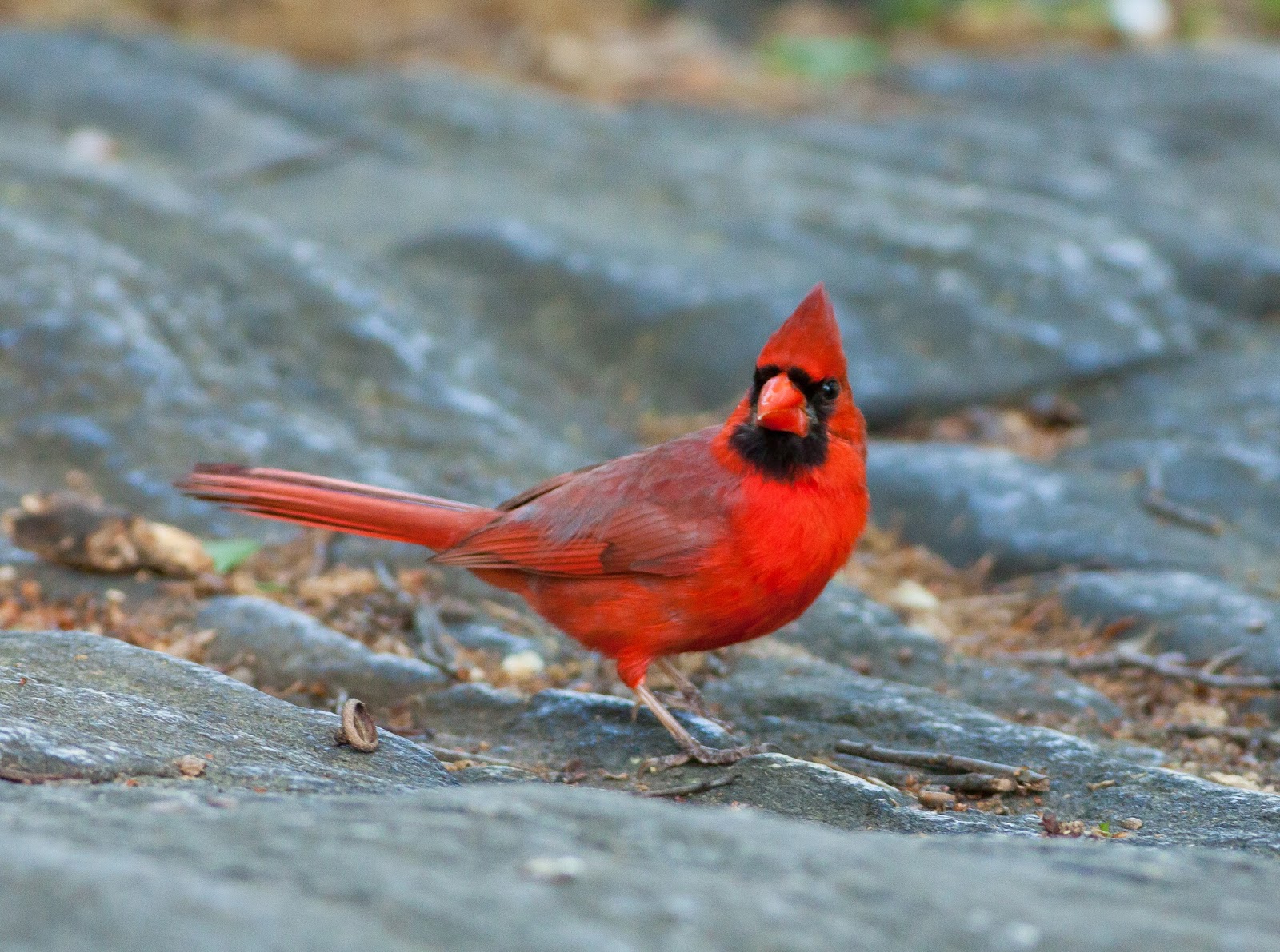 Pixie Birding: New York Trip Report - Day 1 (Central Park)