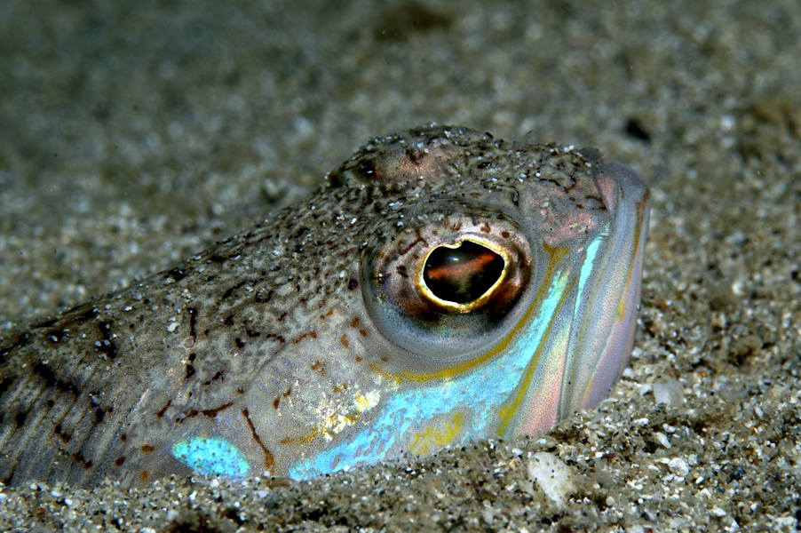 Federosub Blog FotoSub Fotografia Subacquea Bologna: maggio 2013