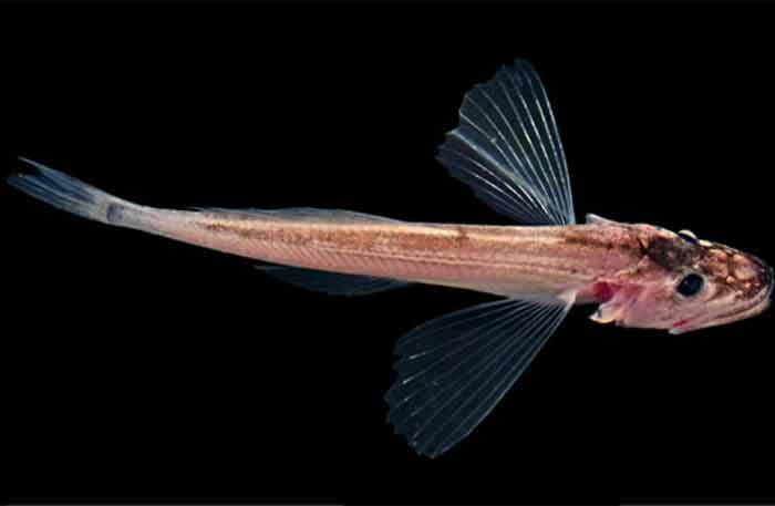 Baikal Oilfish - Fishes World - HD Images & Free Photos