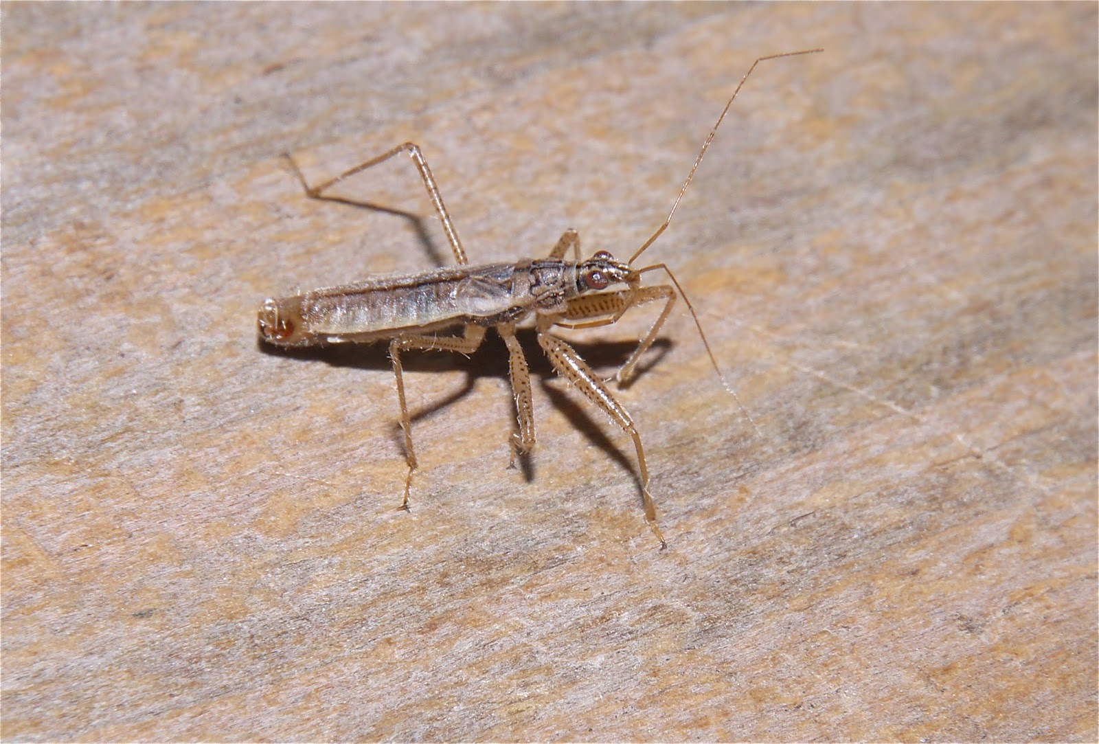 Northwest Norfolk Naturalists: Three Mirid, one Anthocorid and one ...