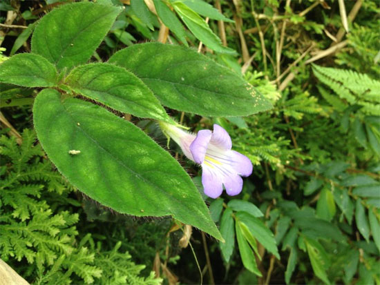 Plant family Gesneriaceae