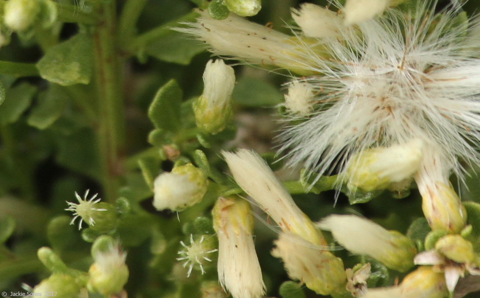 The Natural History of Bodega Head: On the nature of pappus