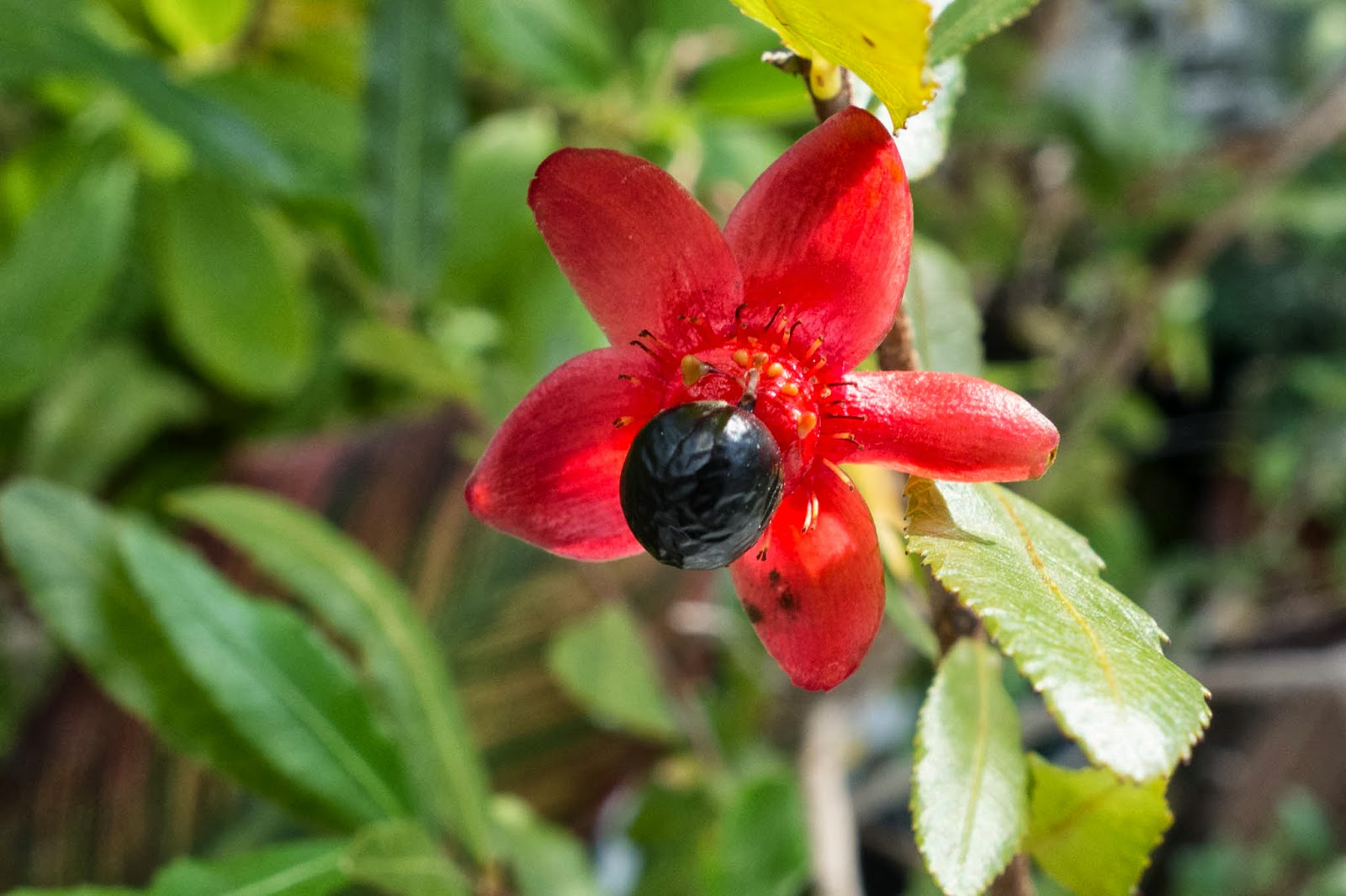 Flower Gallery: Ochna pulchra オクナ プルクラ