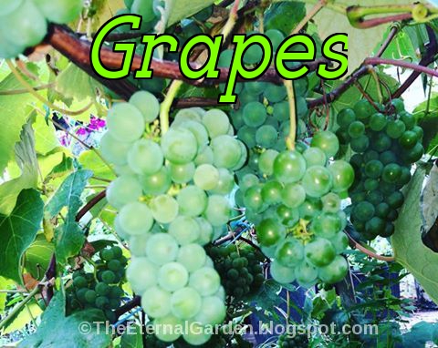 The Eternal Garden: Harvesting White Concord Grapes