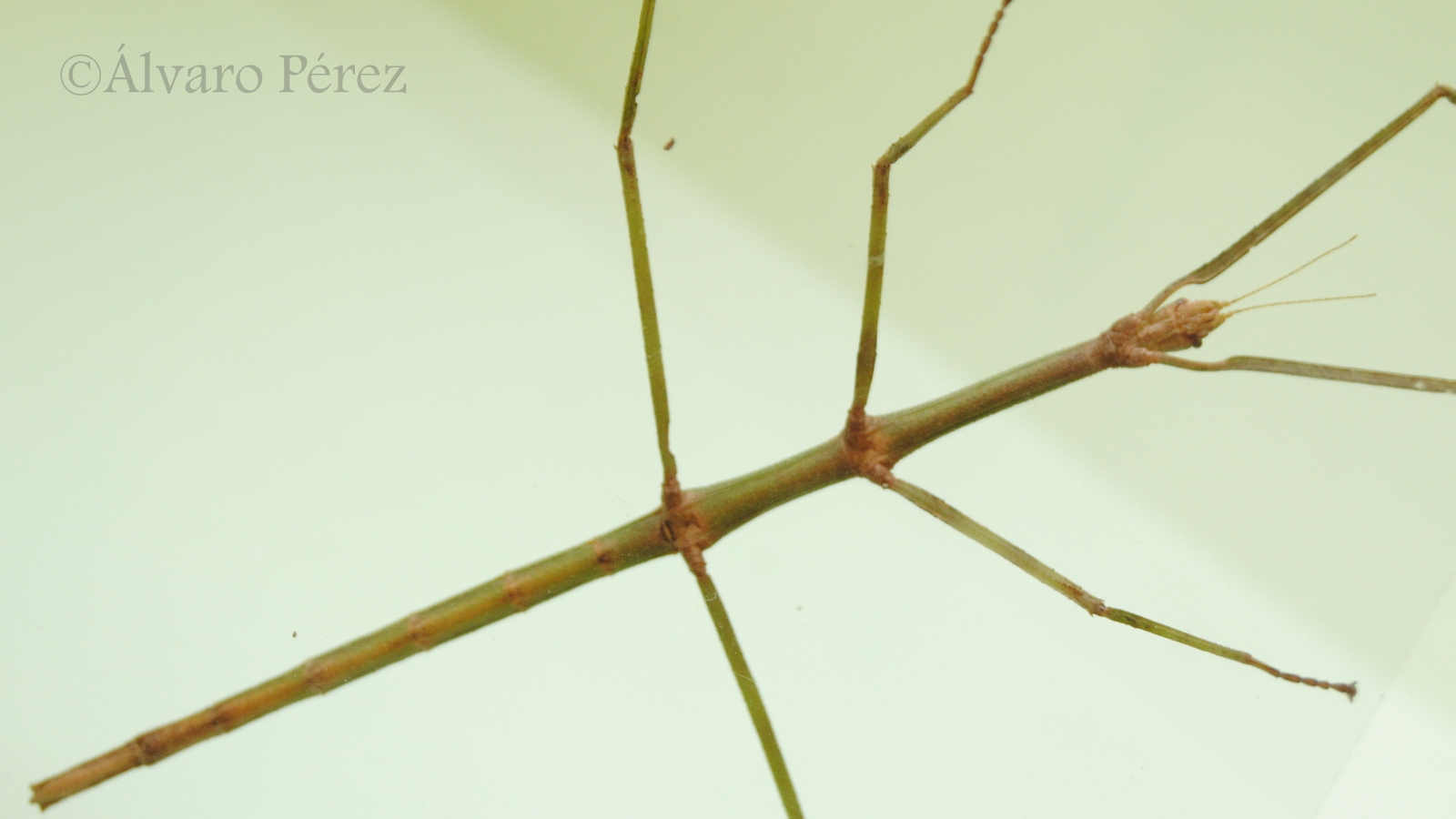 CLONOPSIS: Ramulus artemis