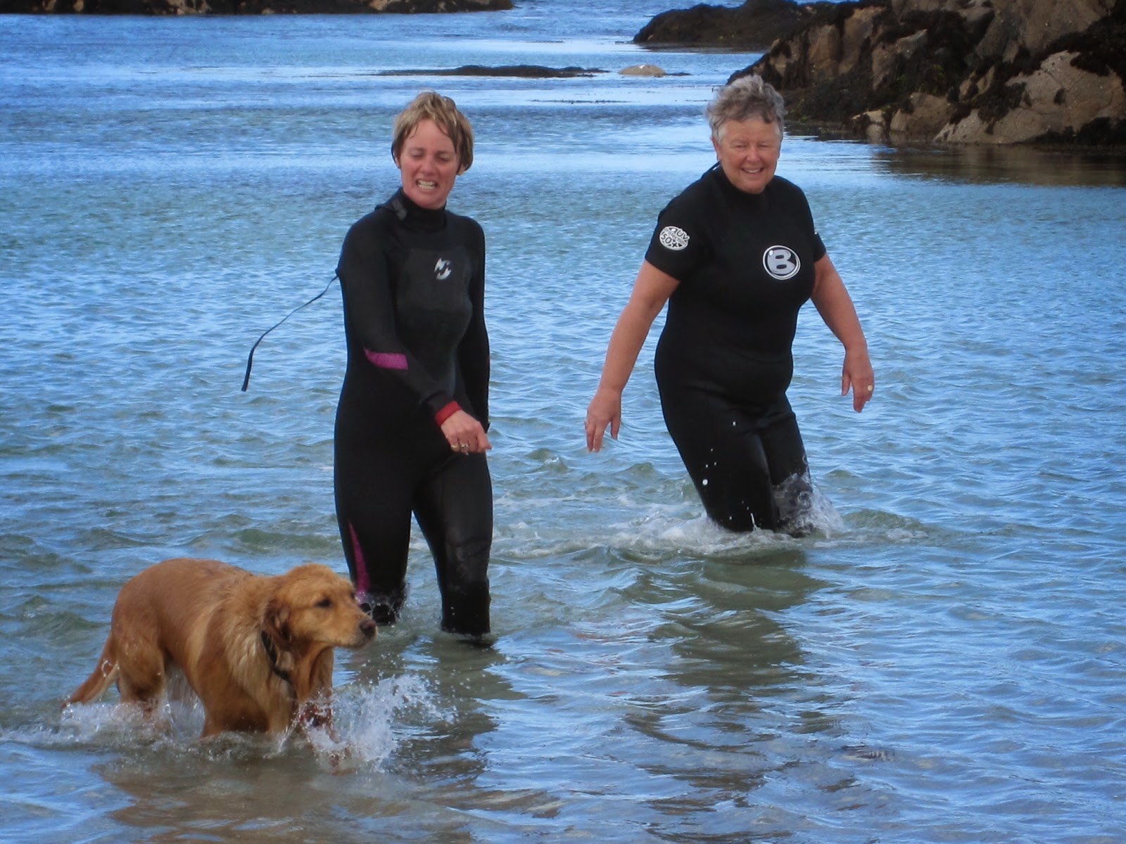 Guide Dog in Training - Sunbeam House Services