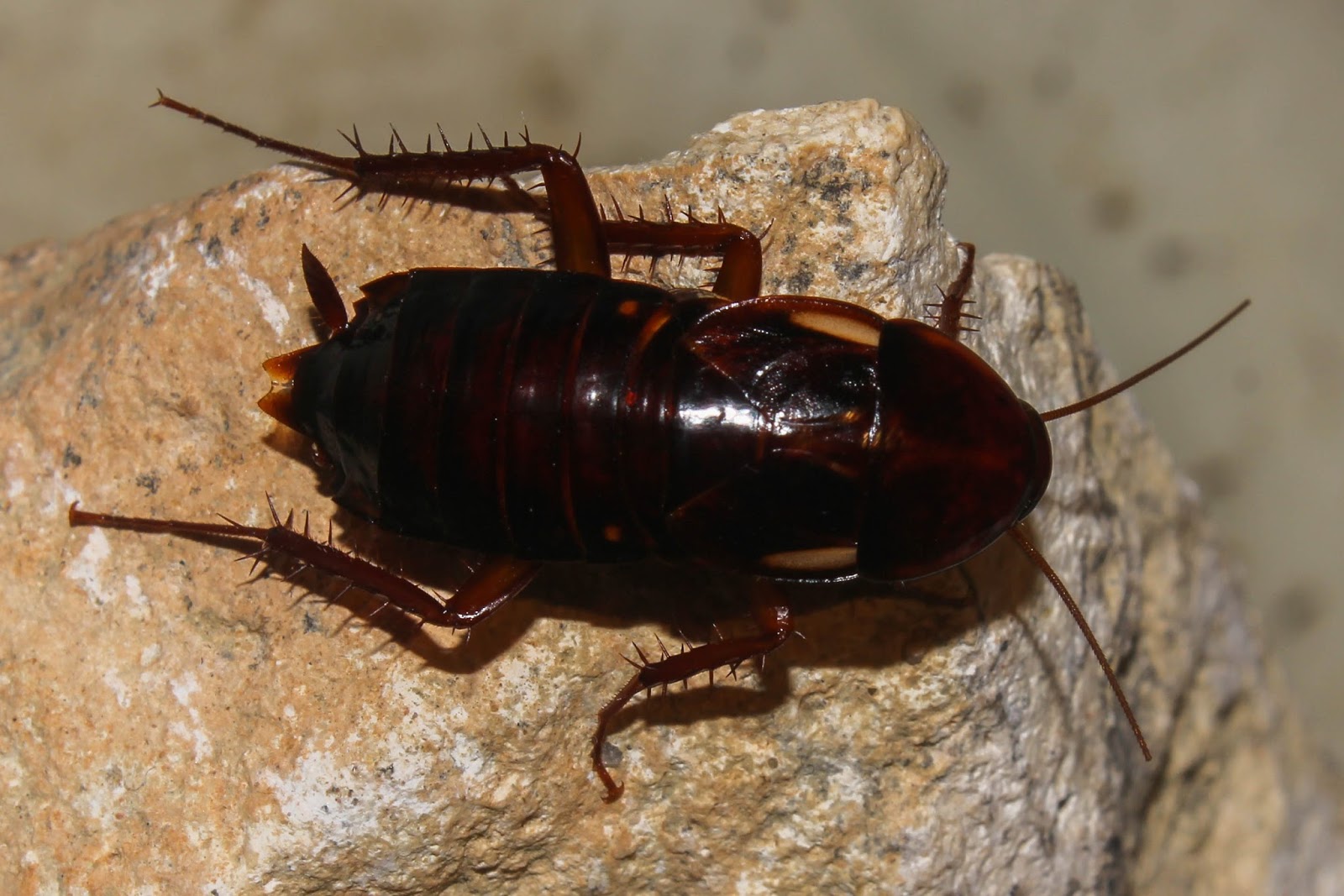 Biodiversity of Cyprus by NGO Protection of the Natural Heritage and ...