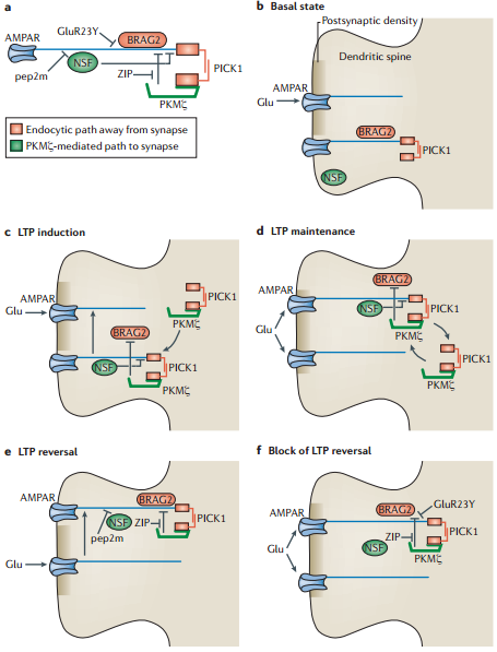 The Boundless Thicket: Erasing Memories With A Pill
