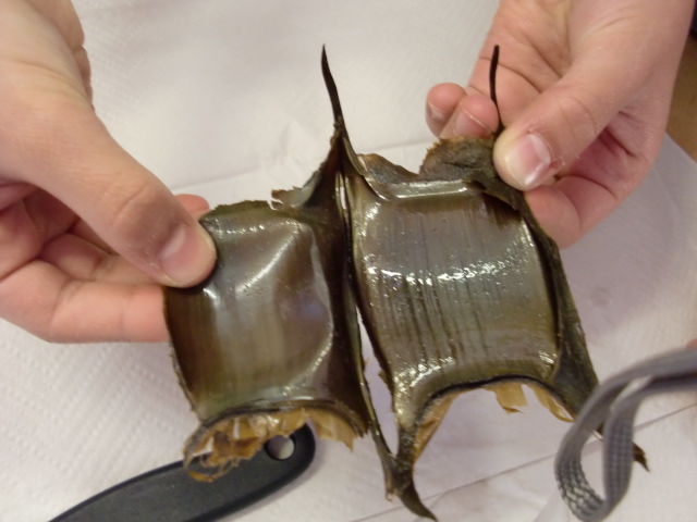 SEA LIFE Königswinter: 2012-01-22