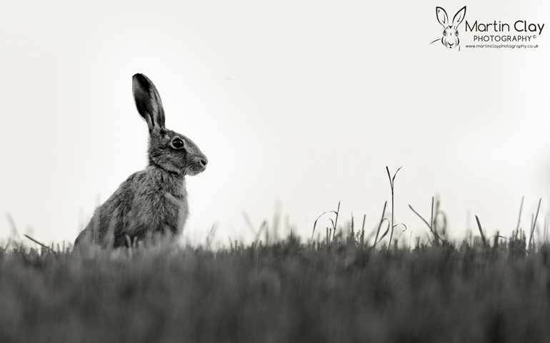 Martin Clay Photography: My Month With Hares - August 2014