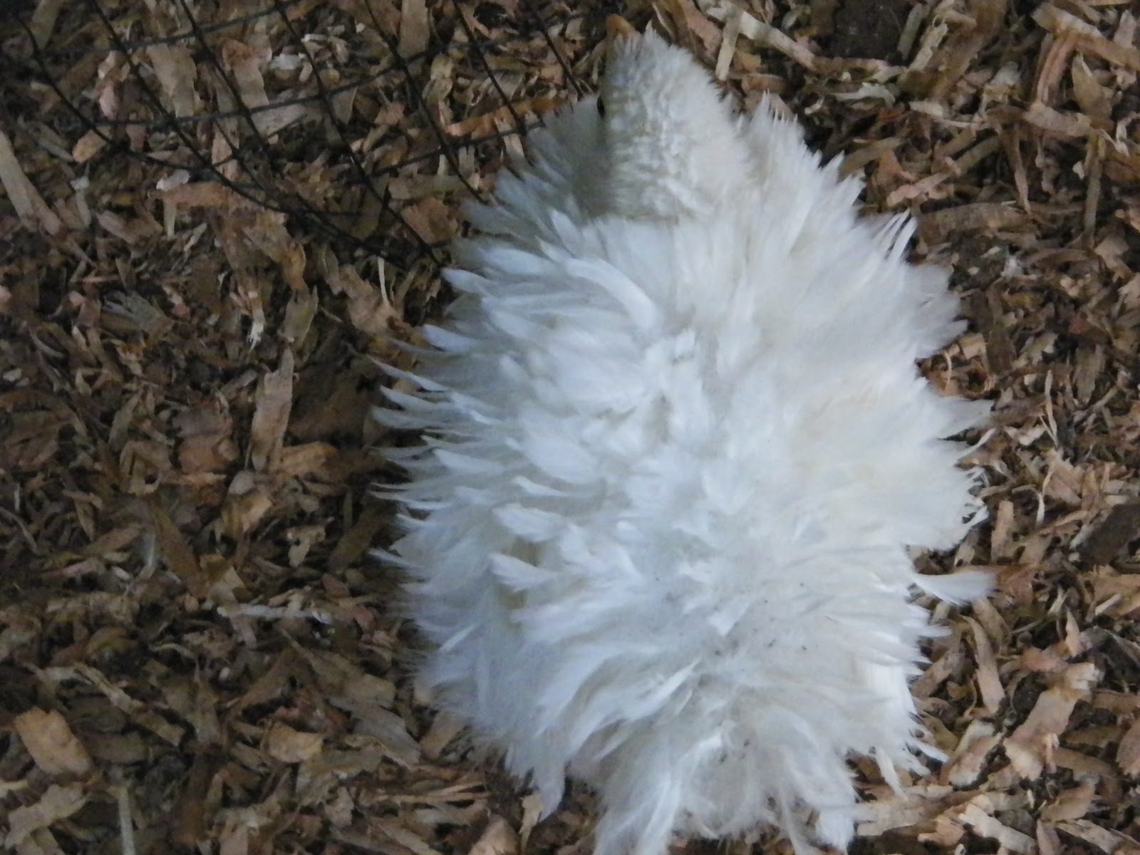 From Cedar Pond to Laughing Dove Farm : The Trouble With Tribbles..