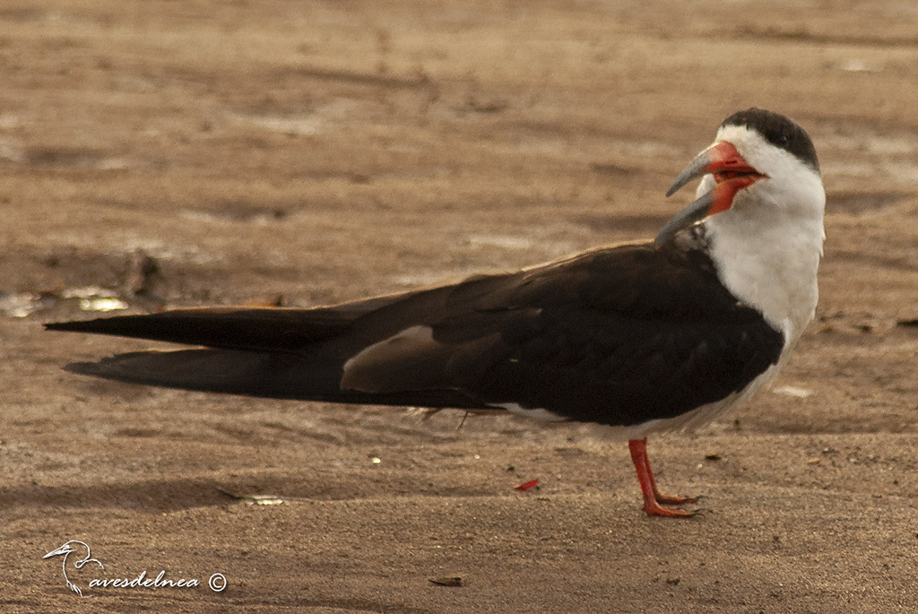 Aves del Nea: Rayador (Black Skimmer) Rynchops niger