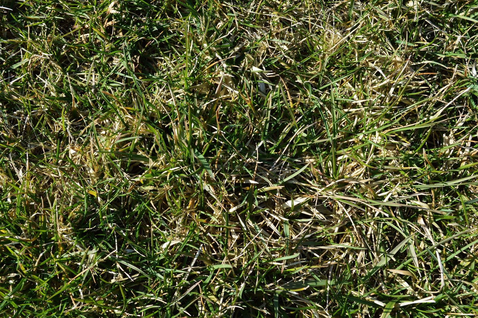 Amenajarea gradinii de langa casa in articole si imagini: Scarificarea ...