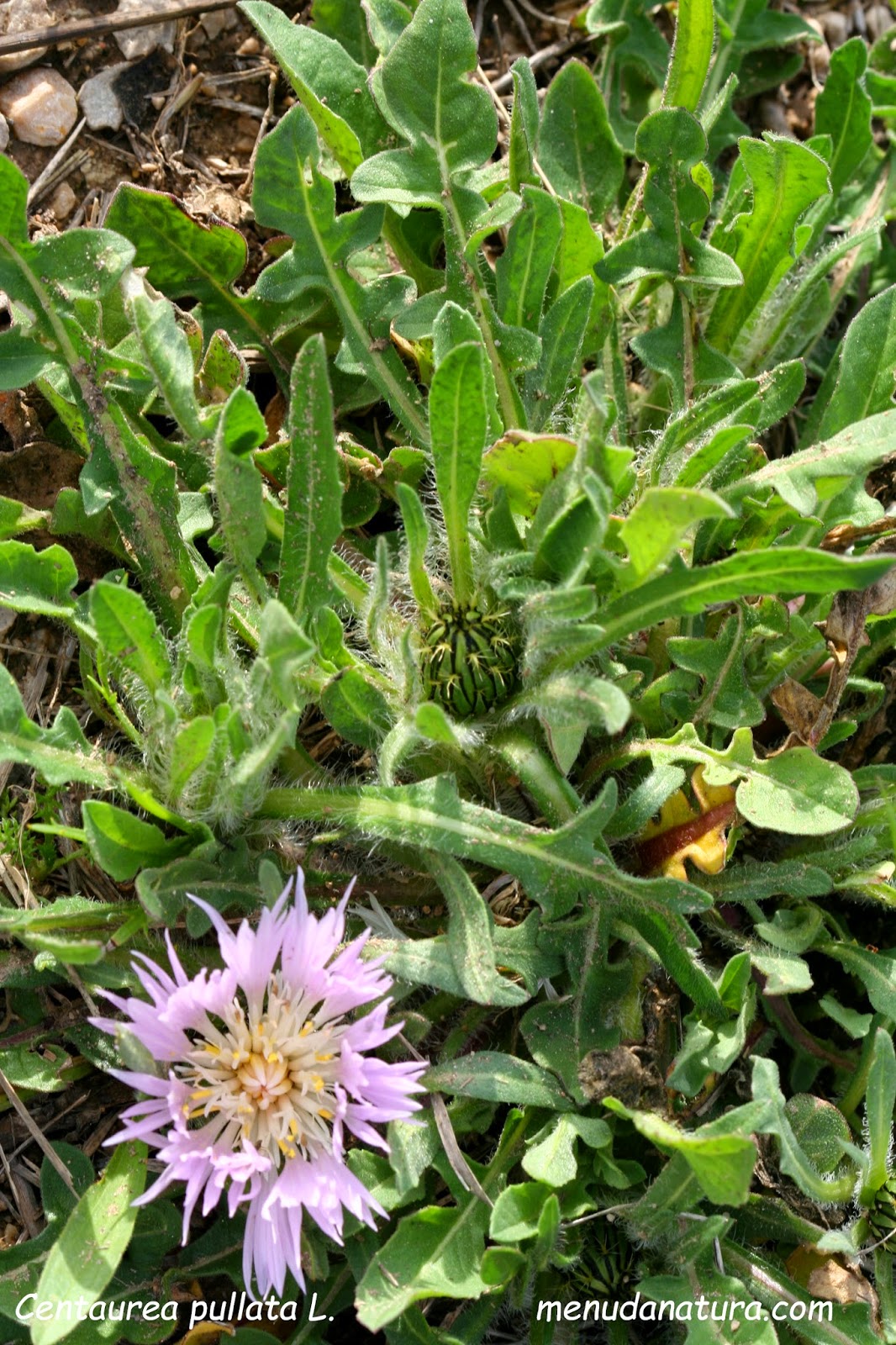 Menuda Natura: Centaurea pullata L.