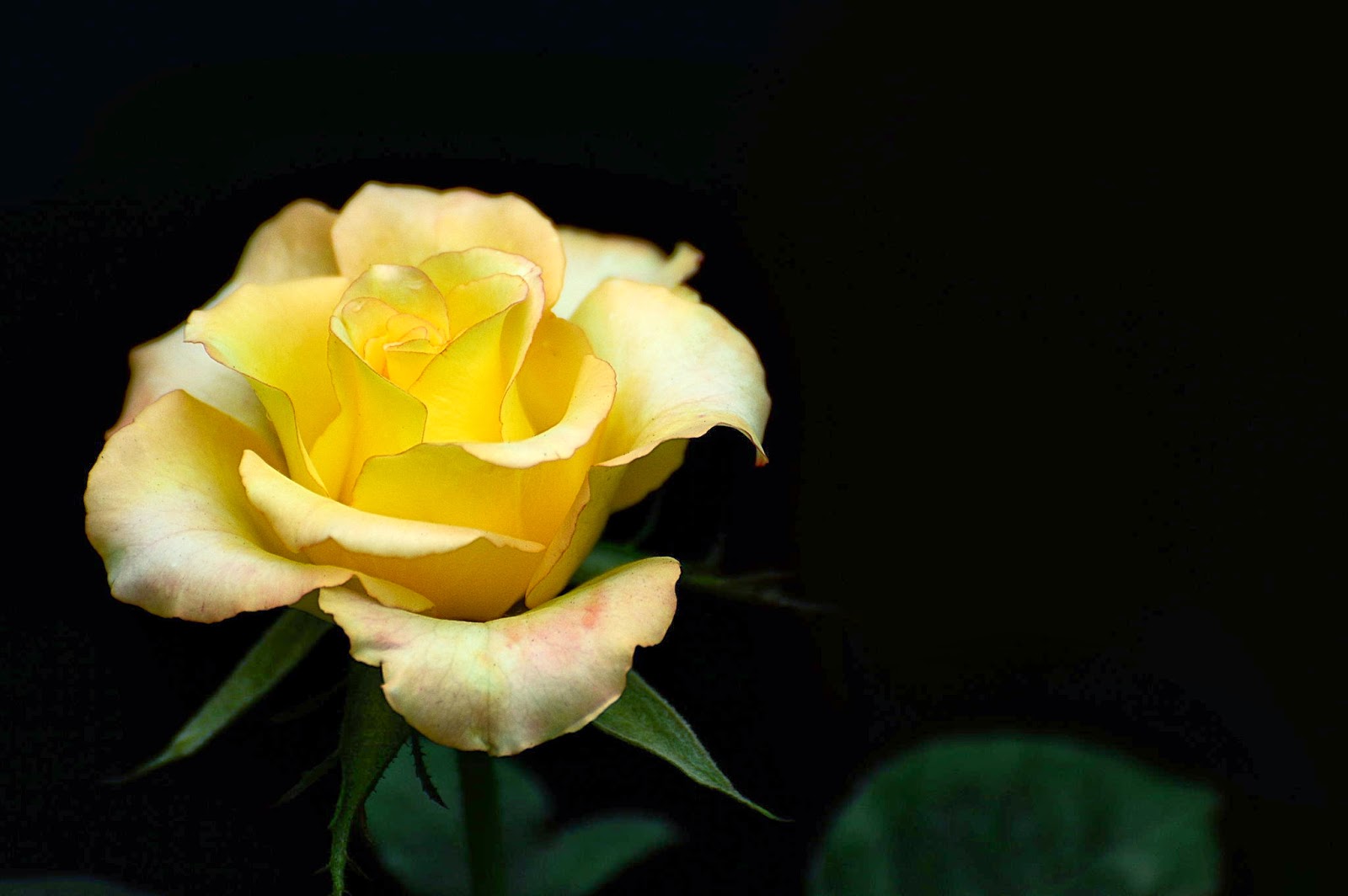 14 fotos gratis de flores en el jardín - Free flowers photos ...