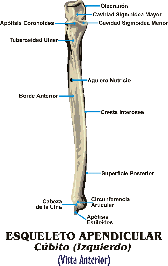 Diseccion del Miembro superior: HUESOS DEL MIEMBRO SUPERIOR