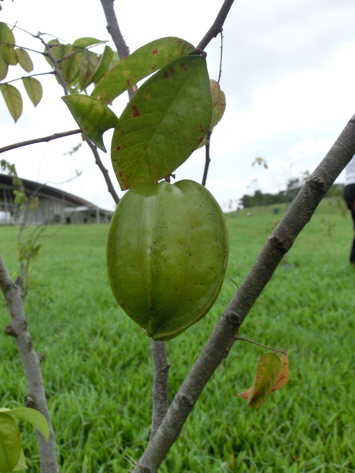Riverine Parks: Starfruit (Averrhoa carambola)