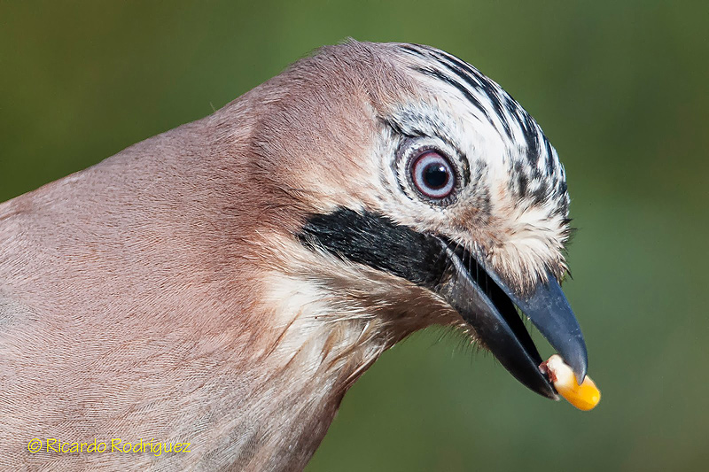 Birding Catalunya: Gaig (Garrulus glandarius)