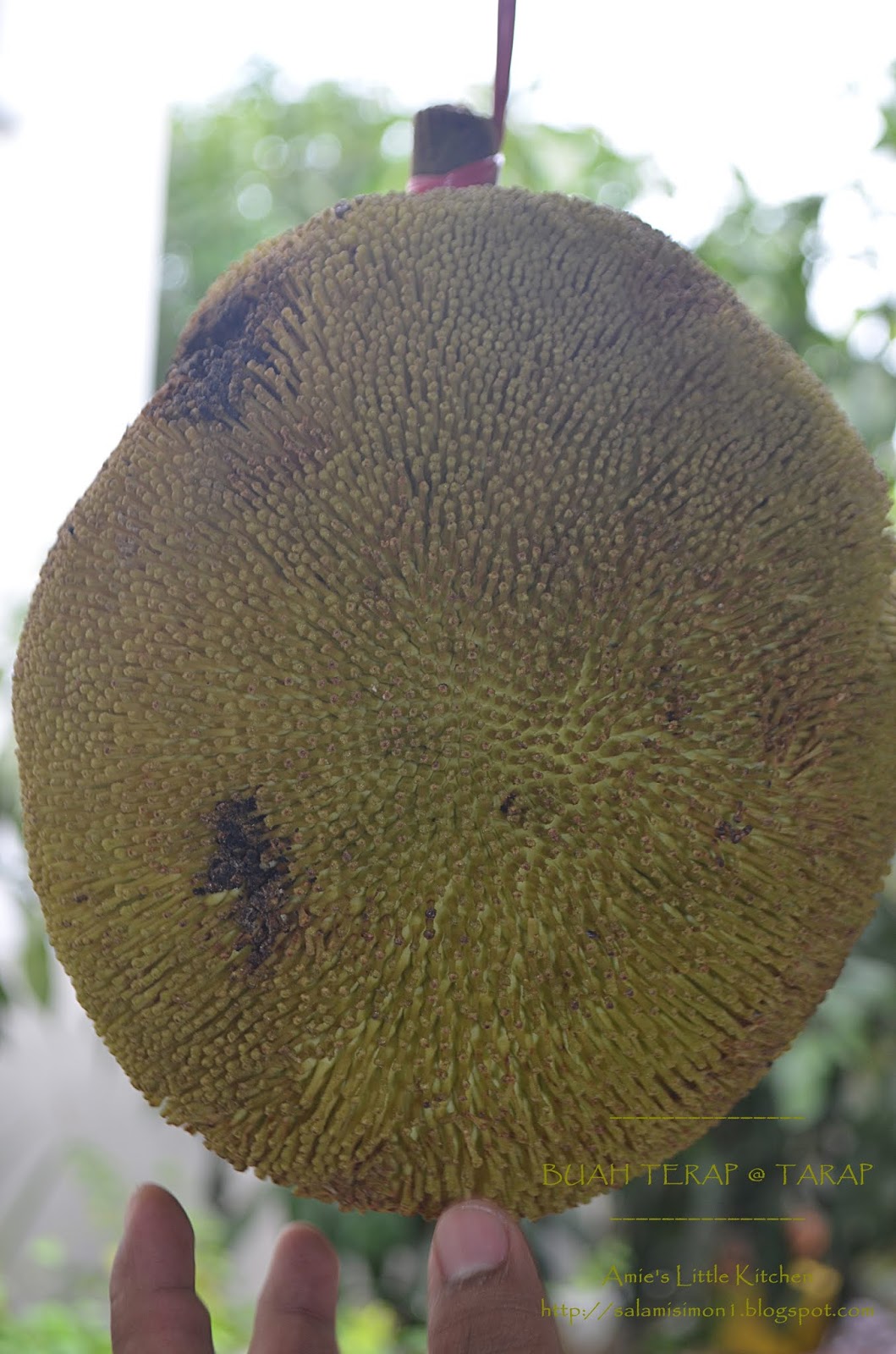 Buah Terap @ Tarap - Amie's Little Kitchen