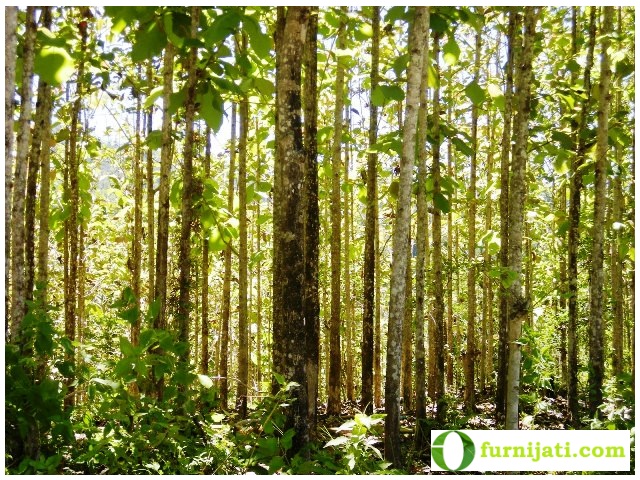 POHON KAYU JATI ANDA HARUS TAHU – FURNIJATI