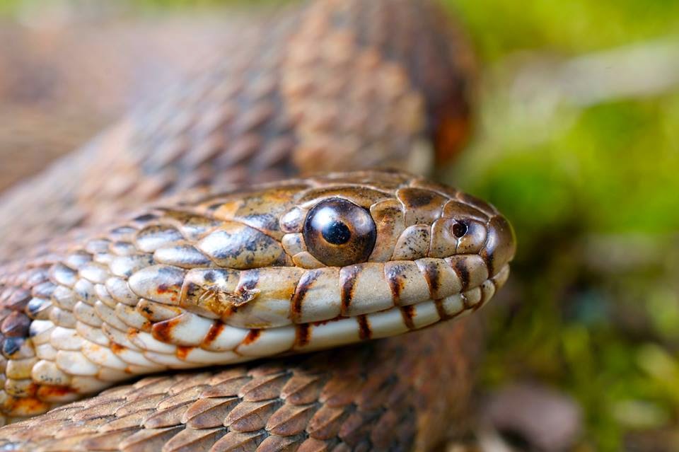 Herpedex: All the Herps I Have Seen In The Wild: Marsh Herping in ...