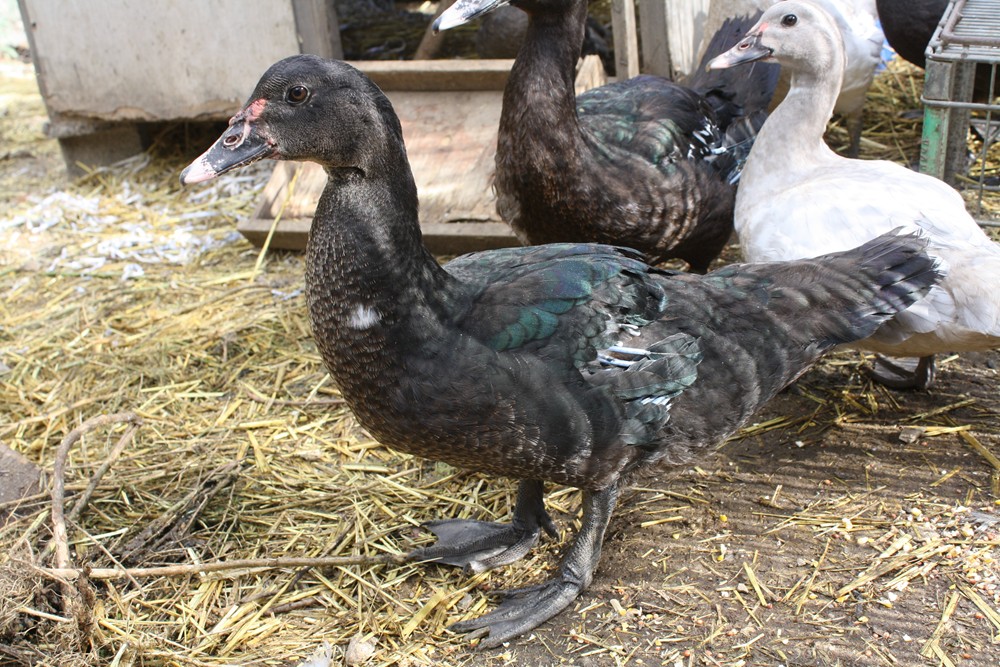 The Edible Garden: The Muscovy Ducks