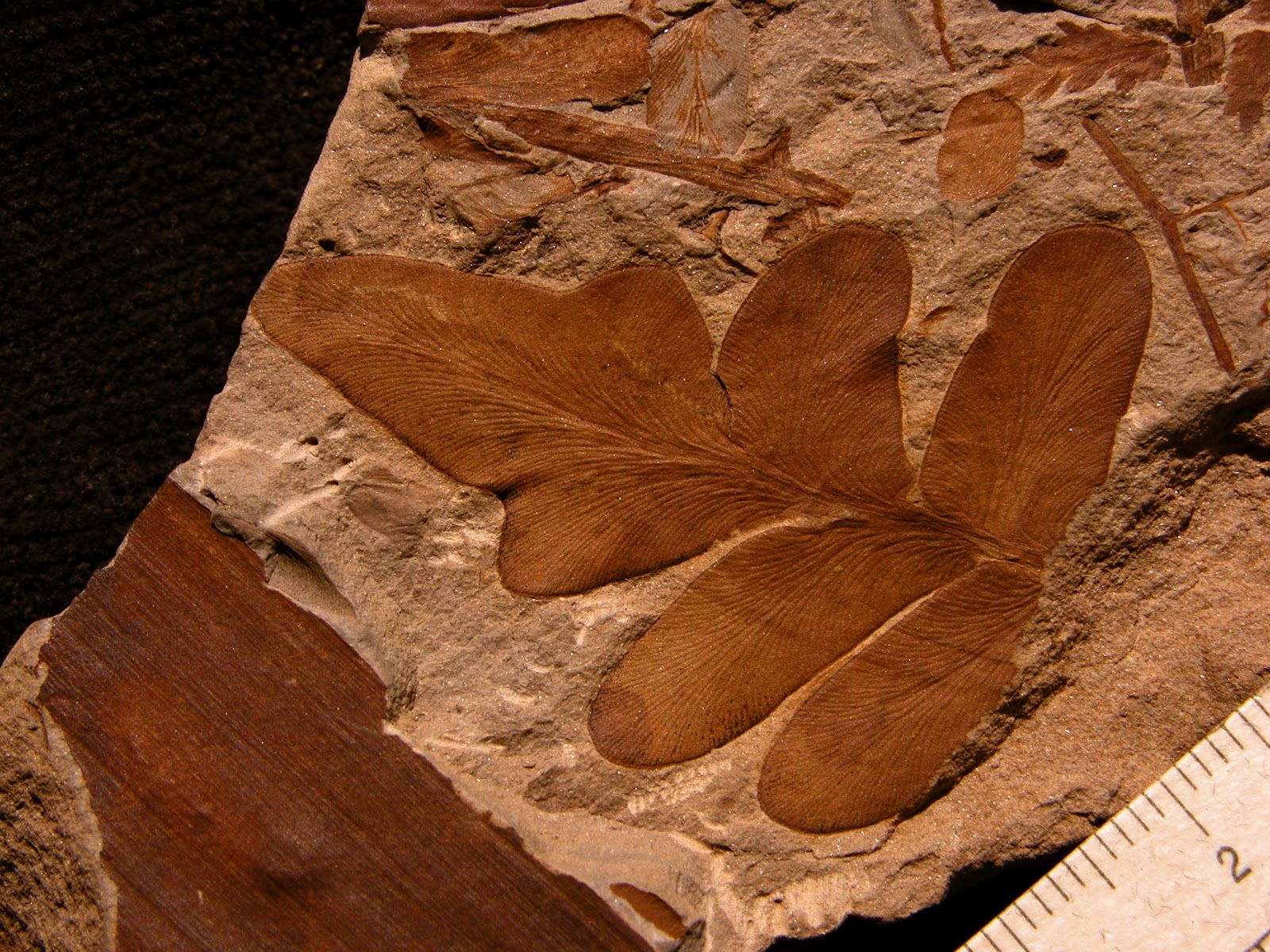 Biologia Y Paleontologia De Panamá