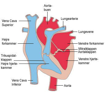 Anatomi & fysiologi: Bevegelser, skjelett og muskler