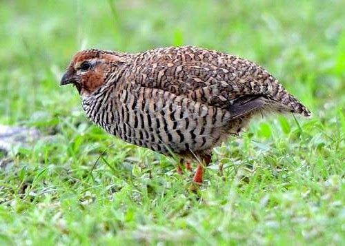 List of Indian Pheasants - Pictures | Birds of India | Bird World