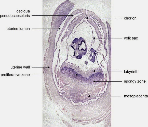 The Evolving Placenta: Menstruation in elephant shrews