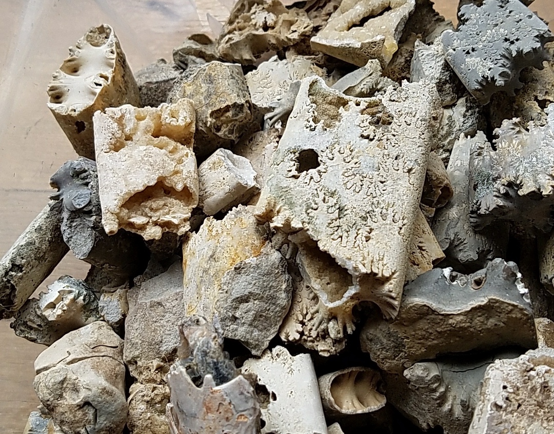 Zookeeper Fossils: Baculite Gallery from My Favorite Stop