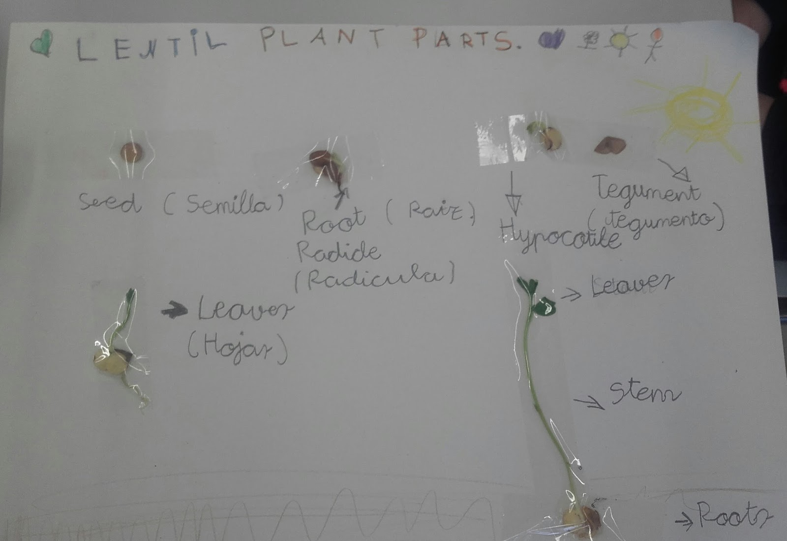 mundo-infantilandia: PARTES DE LA PLANTA DE UNA LENTEJA. LENTIL PLANT PARTS