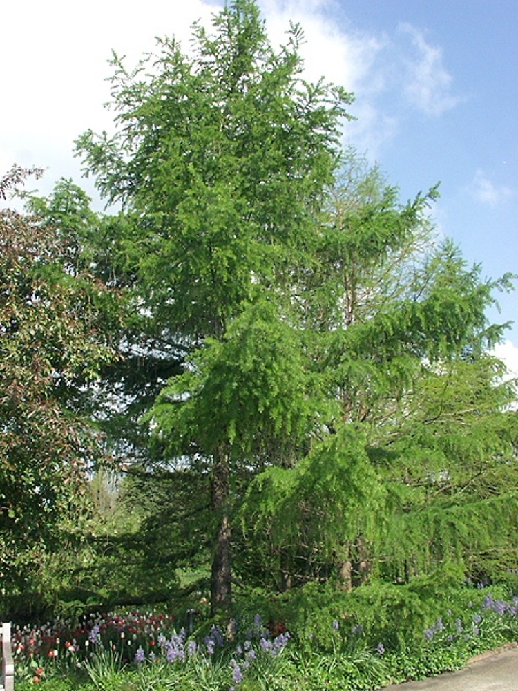 Trees Planet: Larix decidua - European Larch