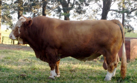 mejoramiento de las buenas practicas