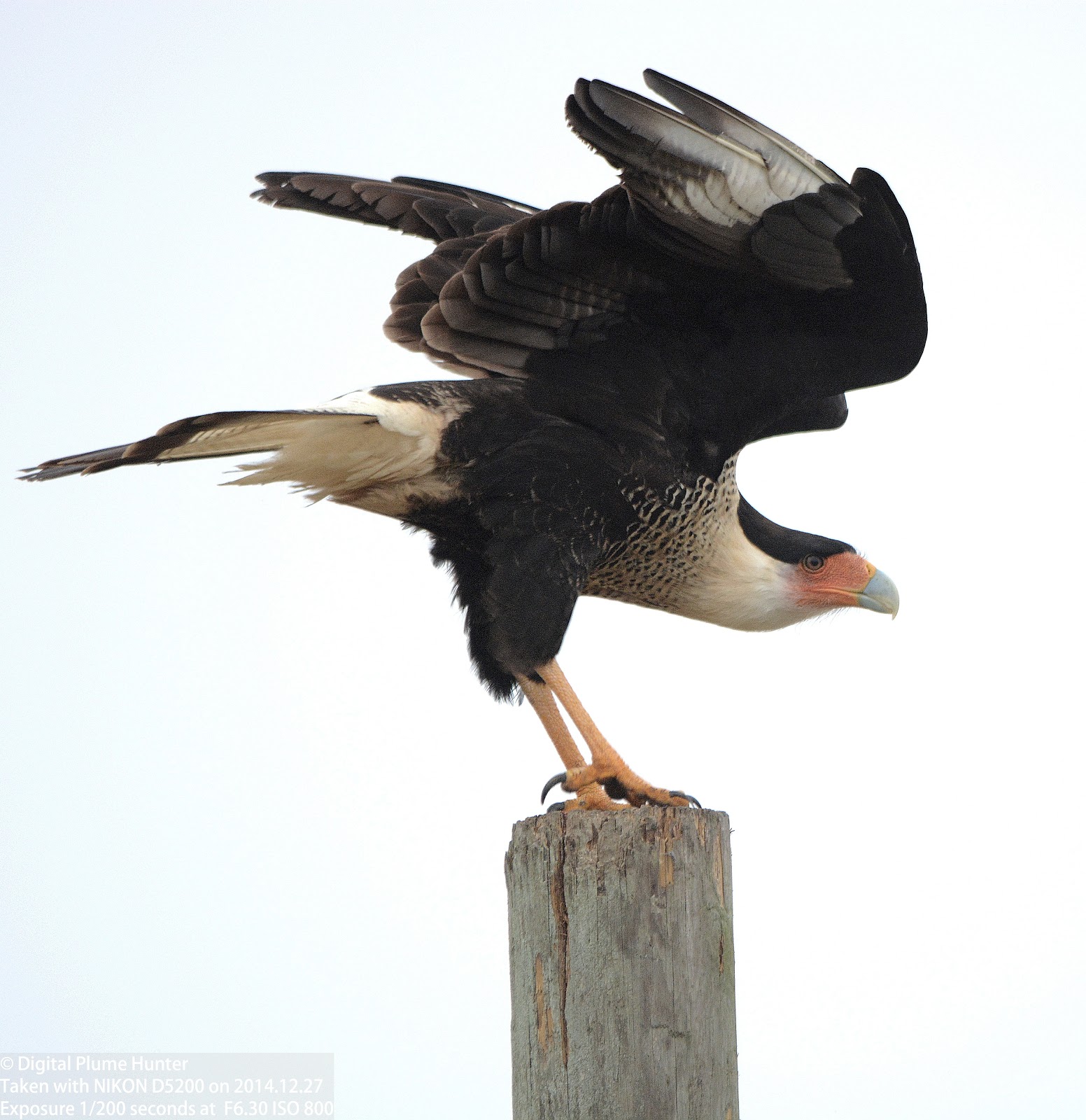 Hunting Digital Plumes in the US and Beyond: Raptor Roundup: Crested ...