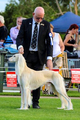 Dogs NSW Dog of the Year - Jan 28 | Australian Dog Lover