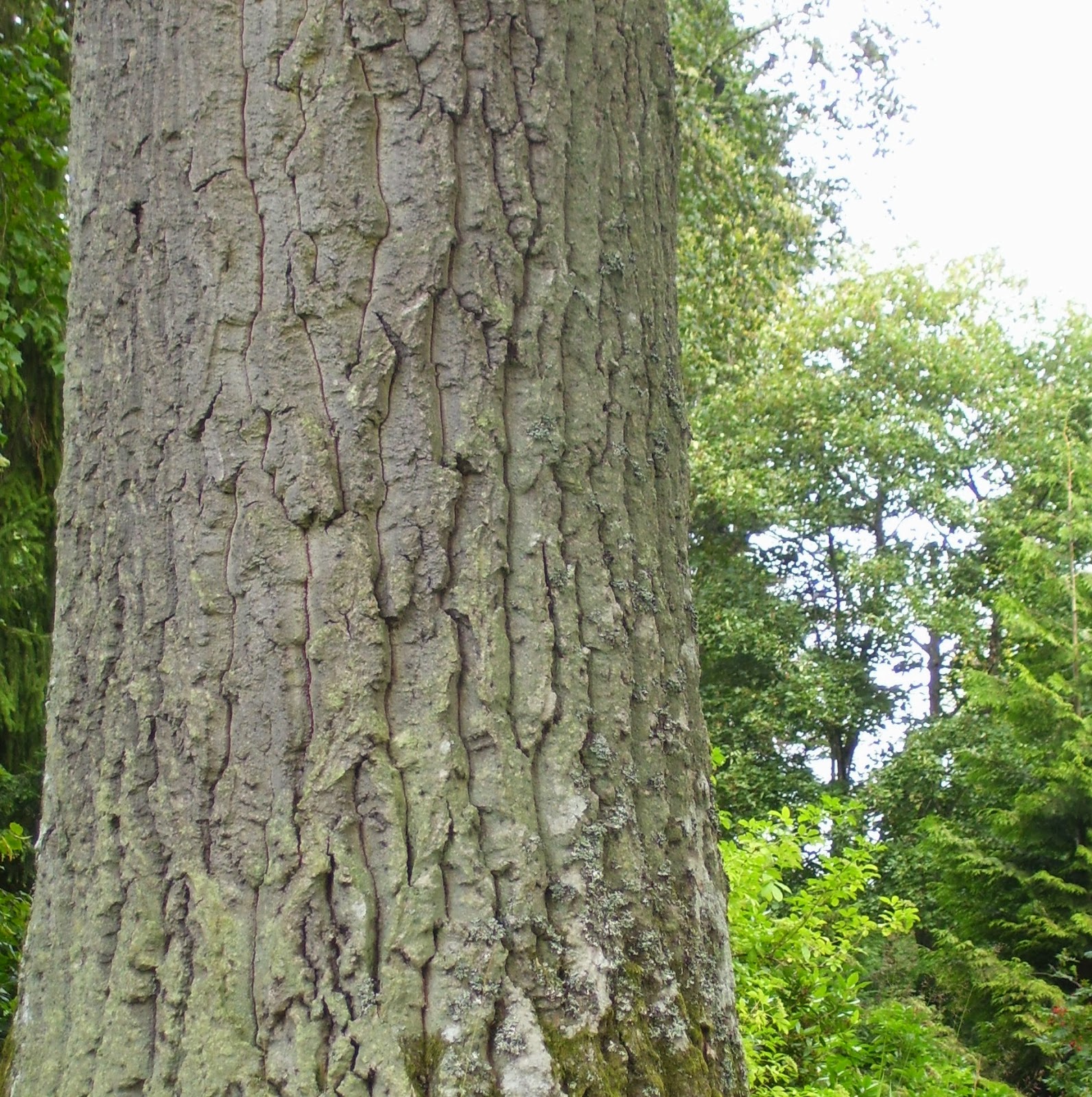 Trees Planet: Quercus cerris - Turkey Oak